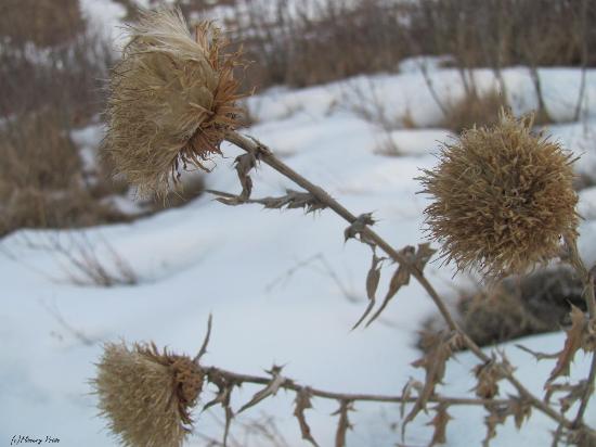 Canada Thistle - Grit
